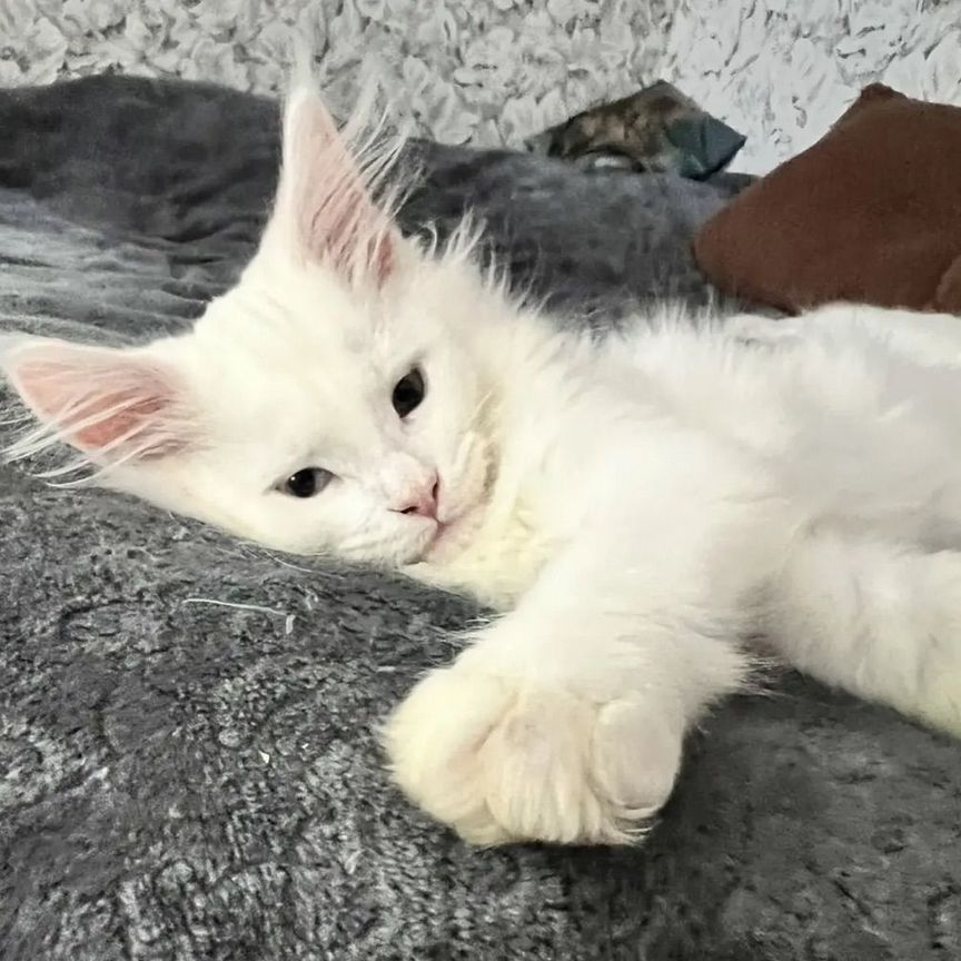 Мейн-кун котёнок