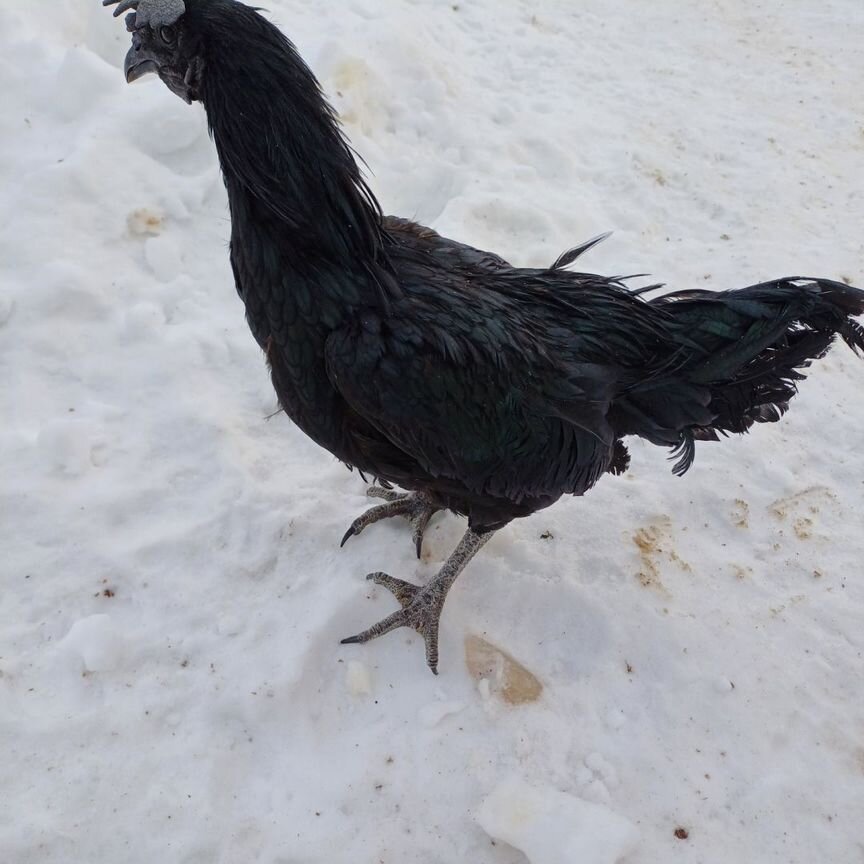 Куры и петухи Аям цемани и ухайилюй