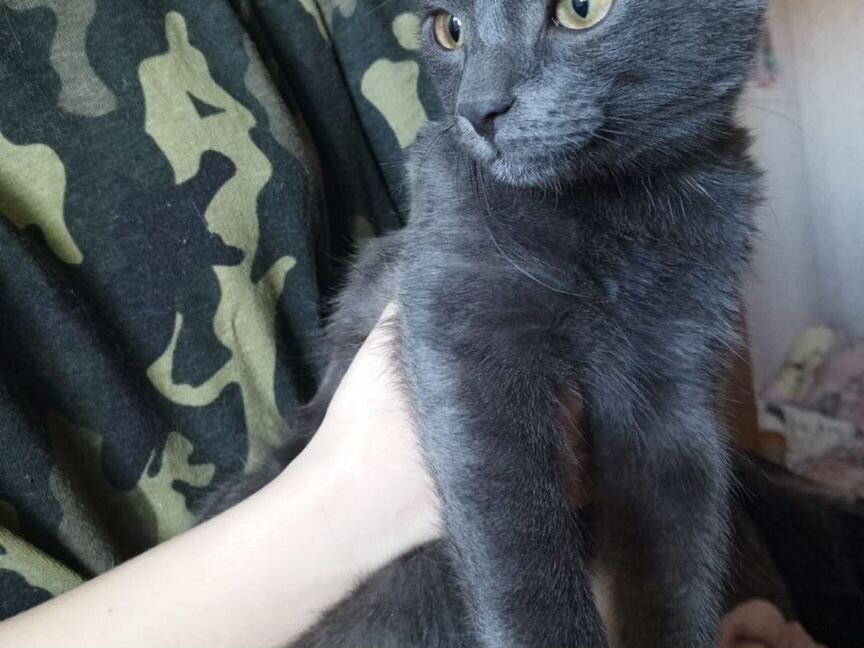 Отдам котëнка