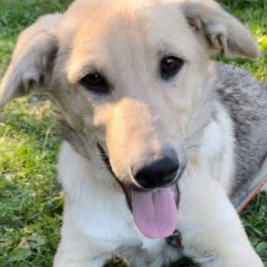 Рыжий малышик по имени Пряник