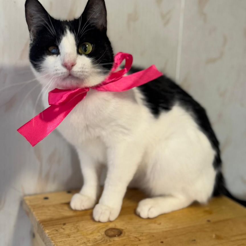 Кошка из приюта для людей с большим сердцем