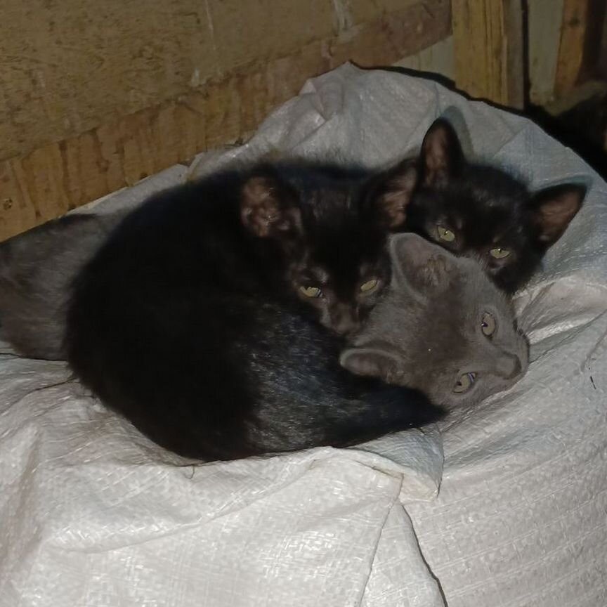 Котята