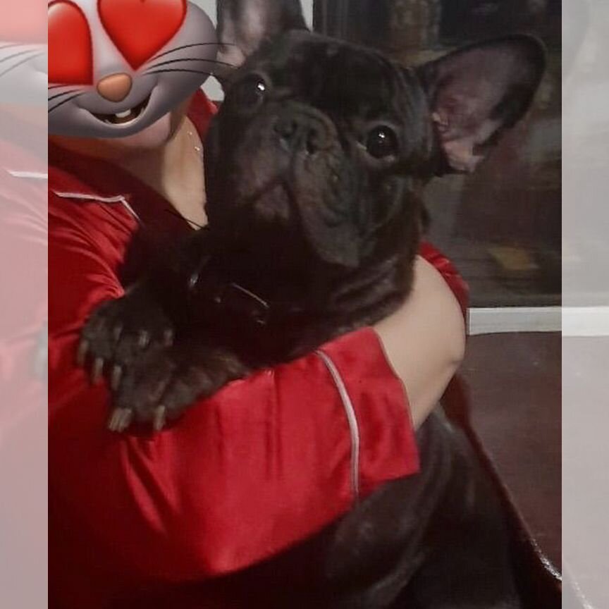 Вязка собак французский бульдог