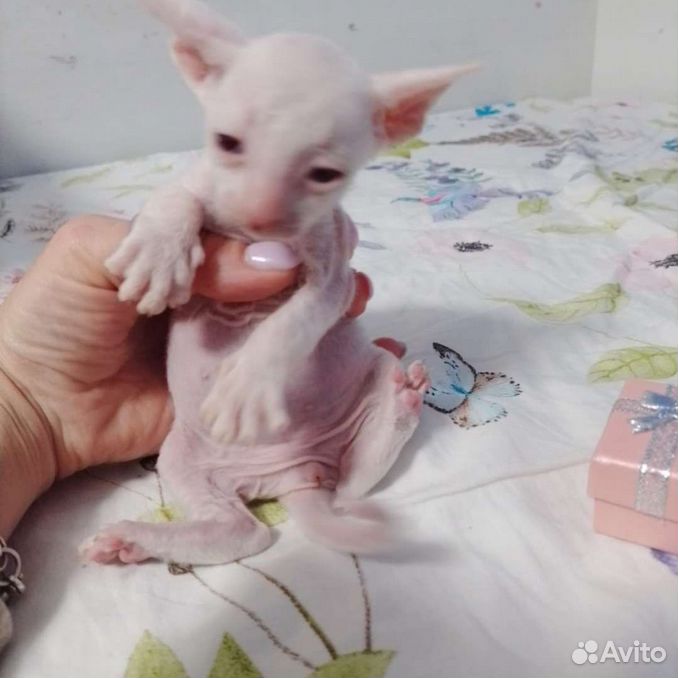 Корниш-рекс кошка с женскую ладошку