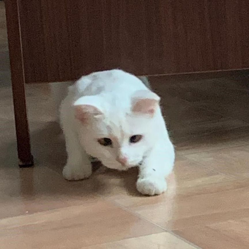 Кошечка ищет семью