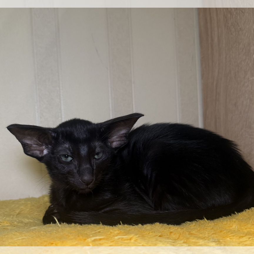 Ориентальный котёнок