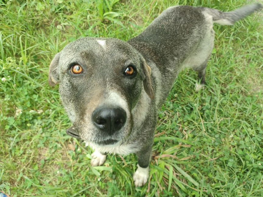 Сэра ищет дом