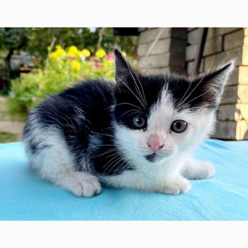 Котенок 1,5мес Ласковое чудо. ищет дом