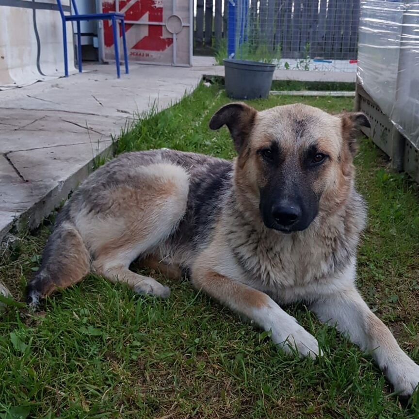 Собака в добрые руки отдам бесплатно