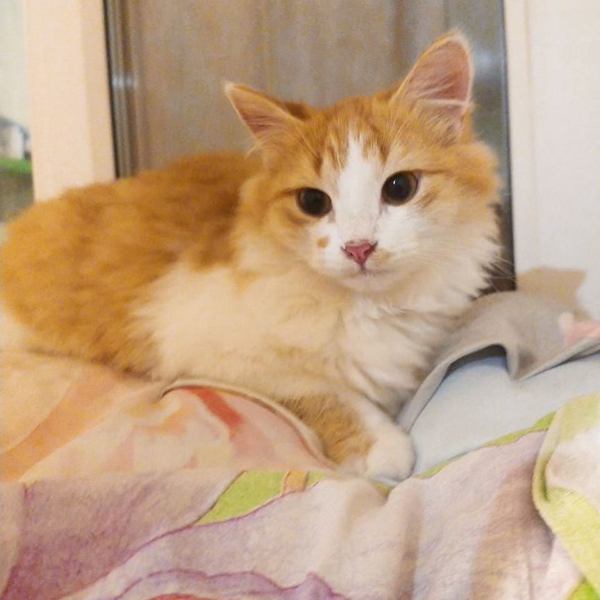 Мальчик 7 мес