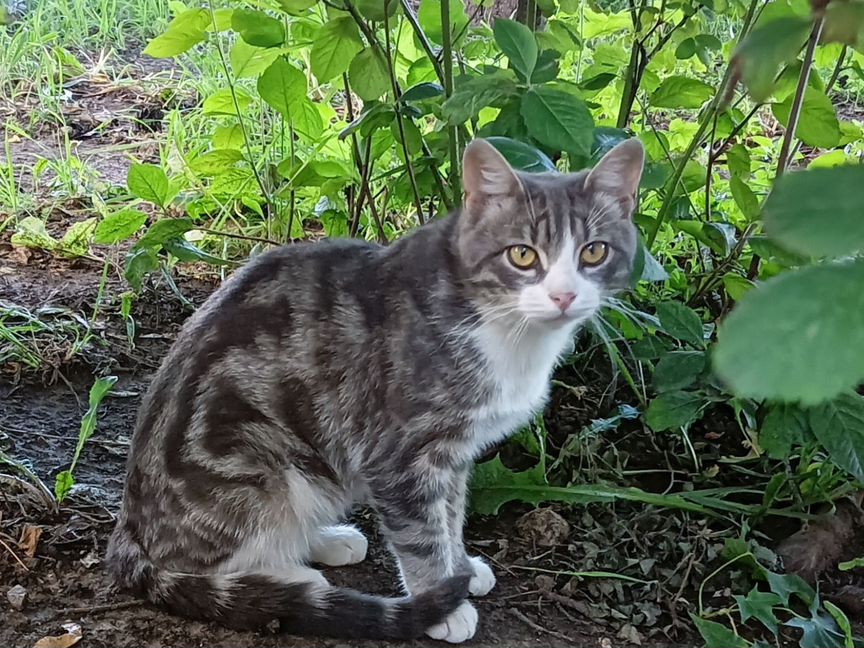 Кошки