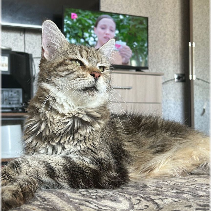 Отдам кошку мейн-кун