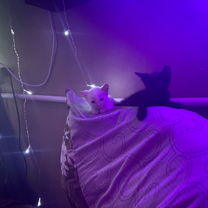 2 котенка