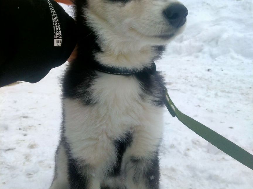 Сибирский хаски