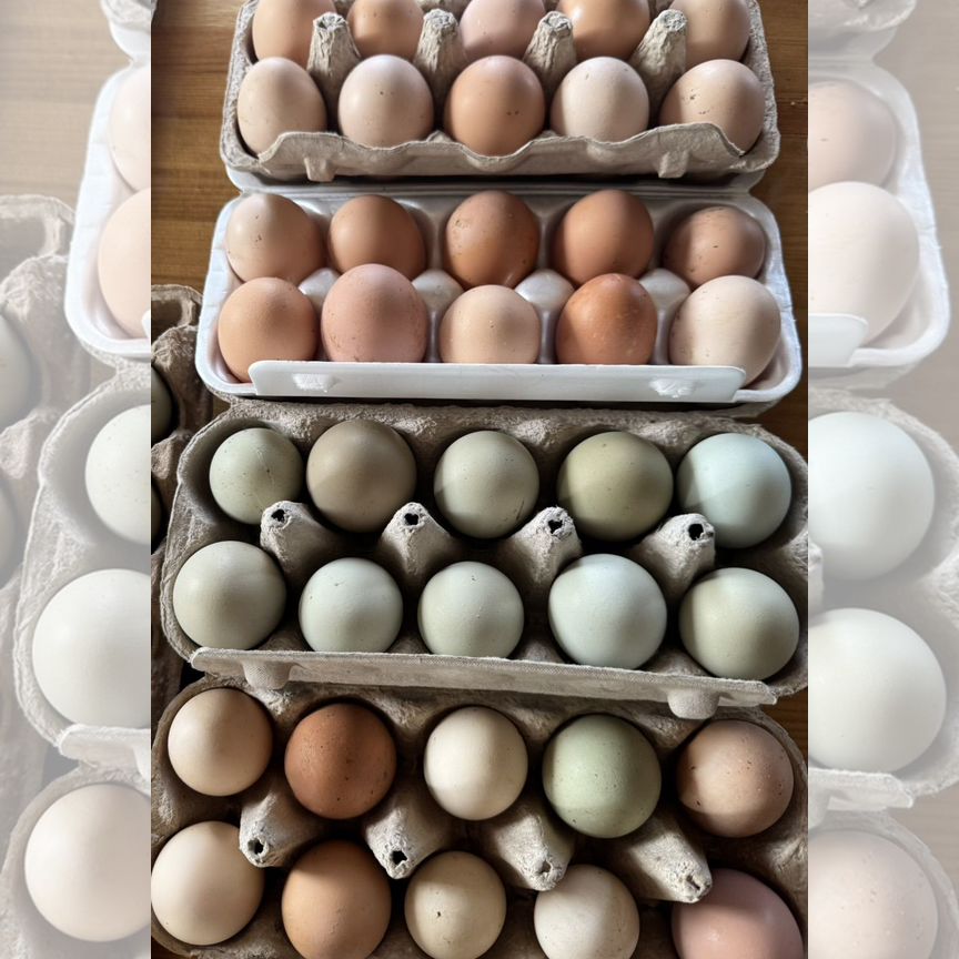 Инкубационное яйцо