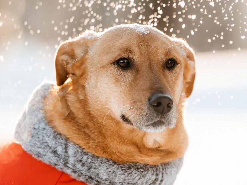 Собака в добрые руки
