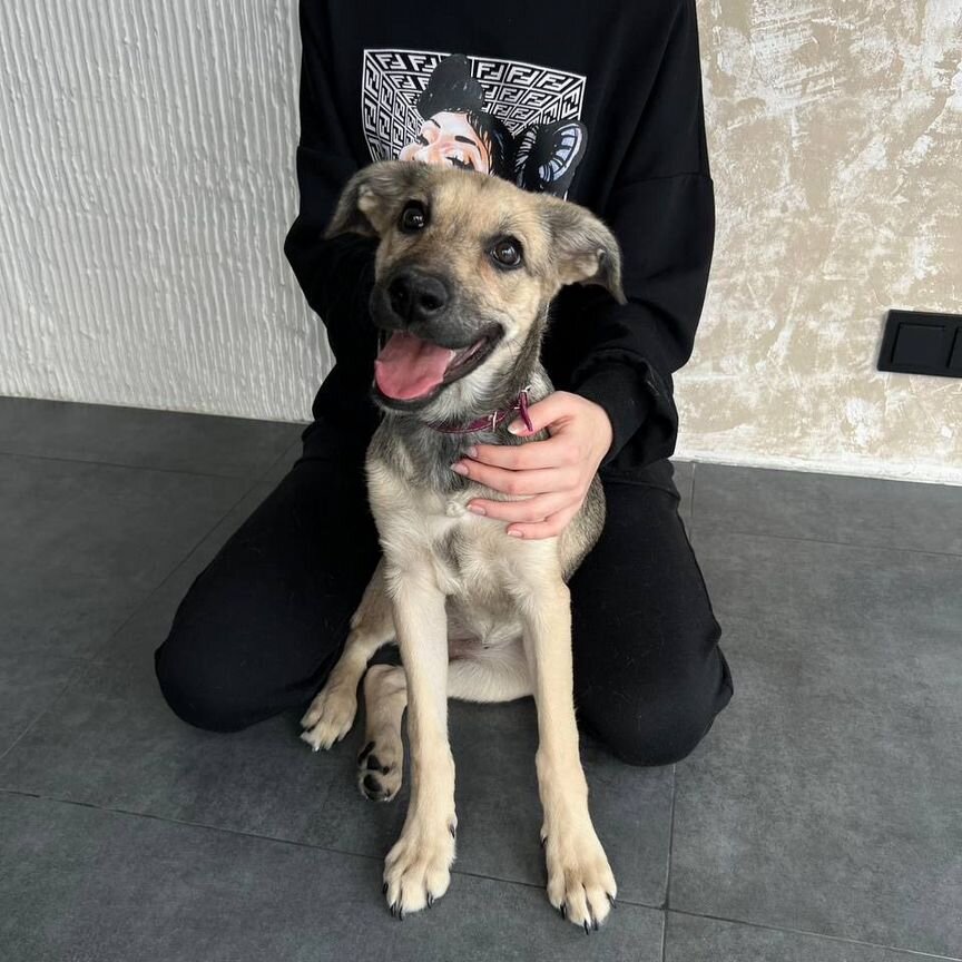 Собака в добрые руки