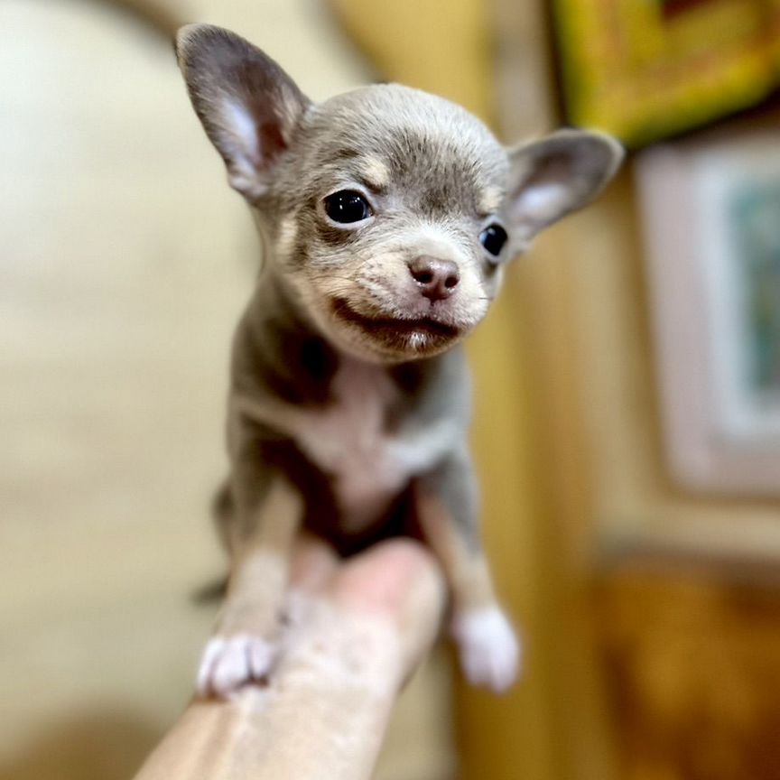 Лиловая девочка чихуахуа