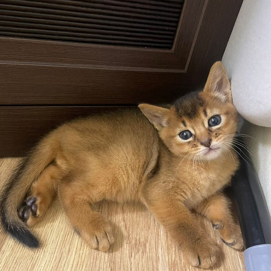 Абиссинская кошка