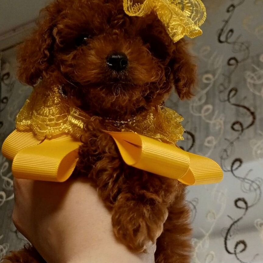 Той-пудель, щенок