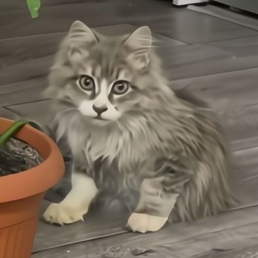 Британский длинношёрстный котёнок