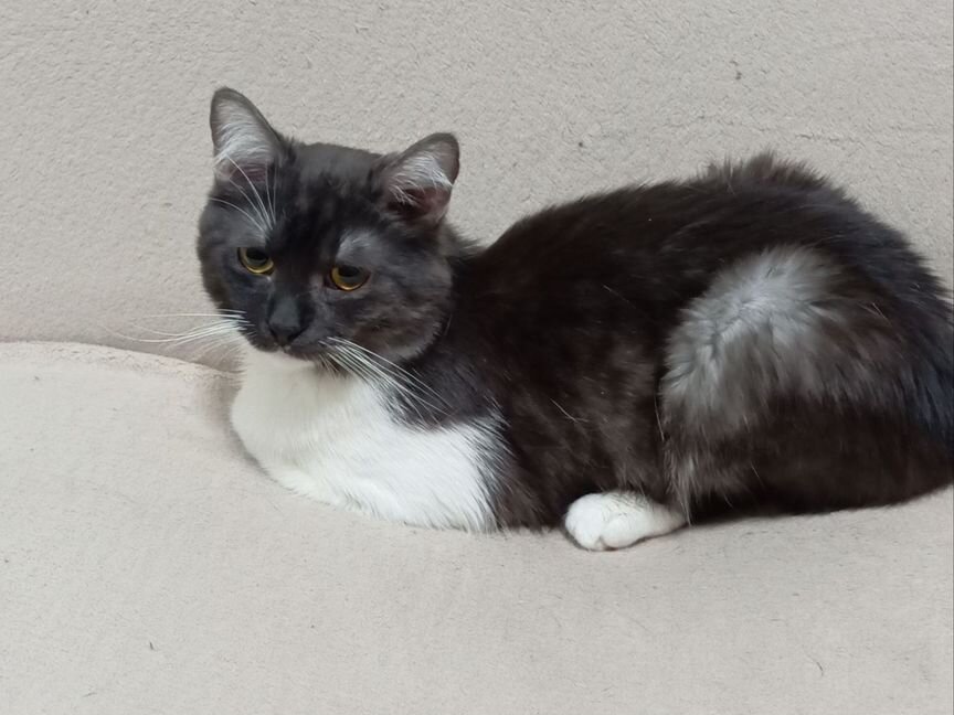 Отдам котика в добрые руки