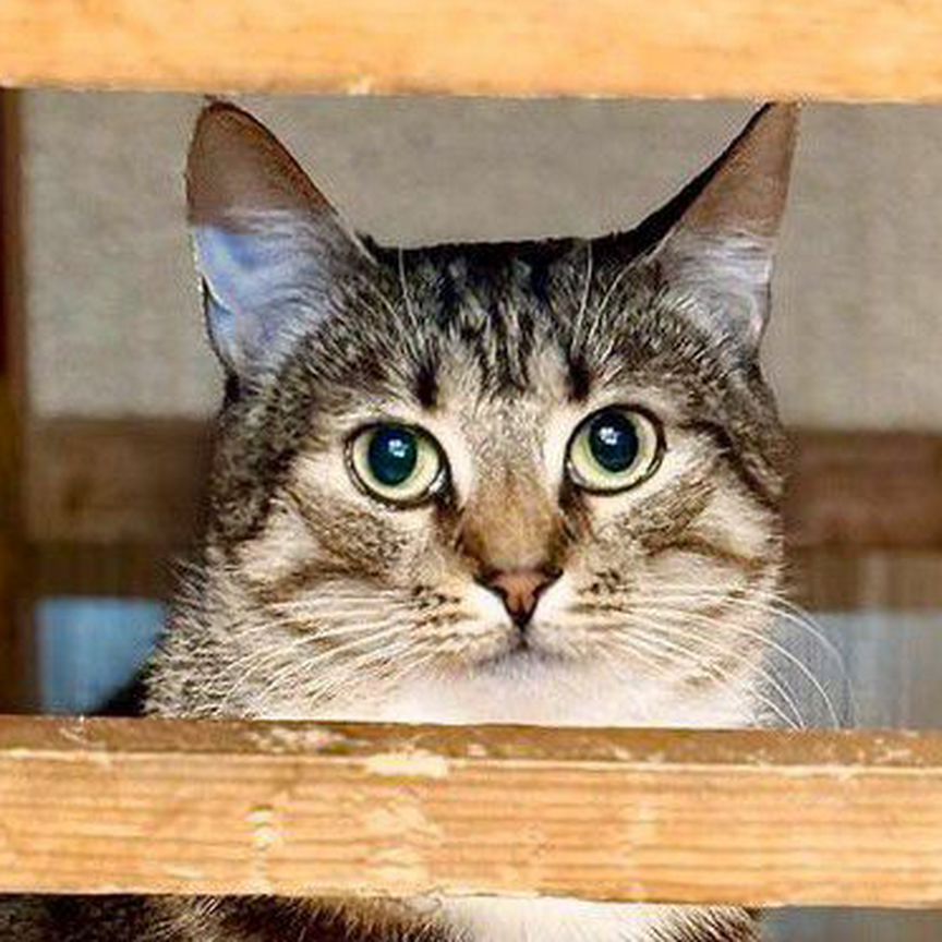 Наблюдательная кошка ищет дом