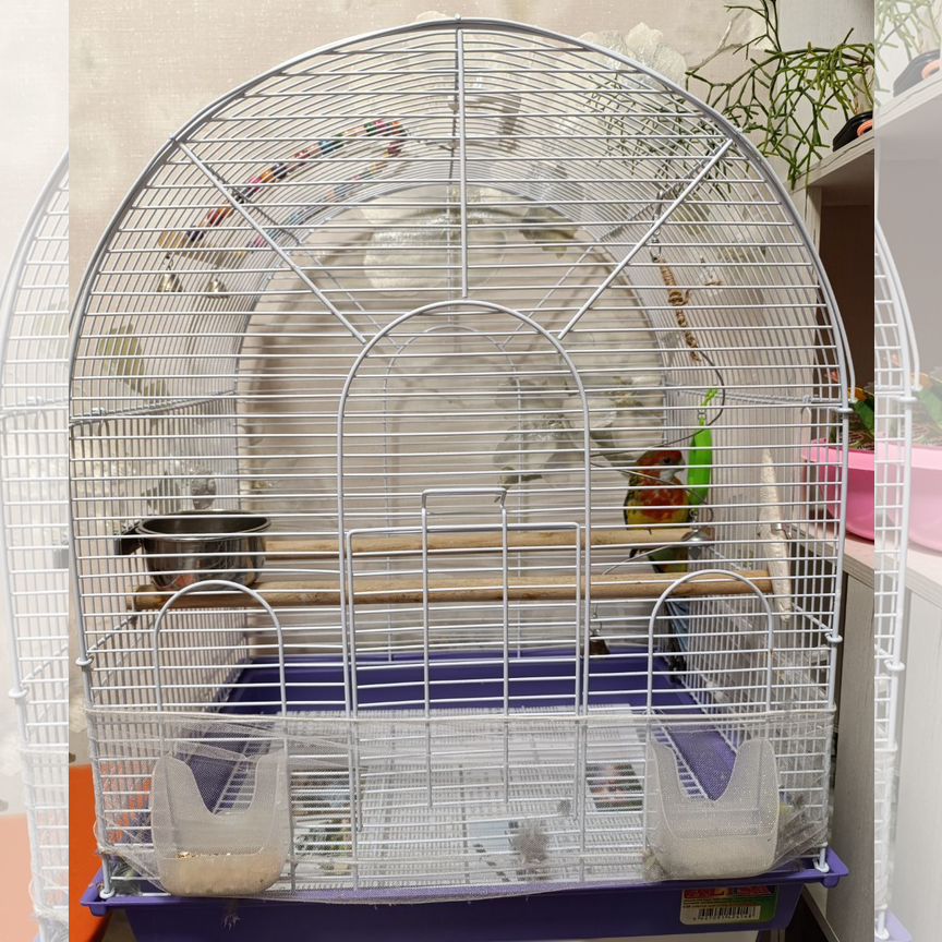 Попугай розелла