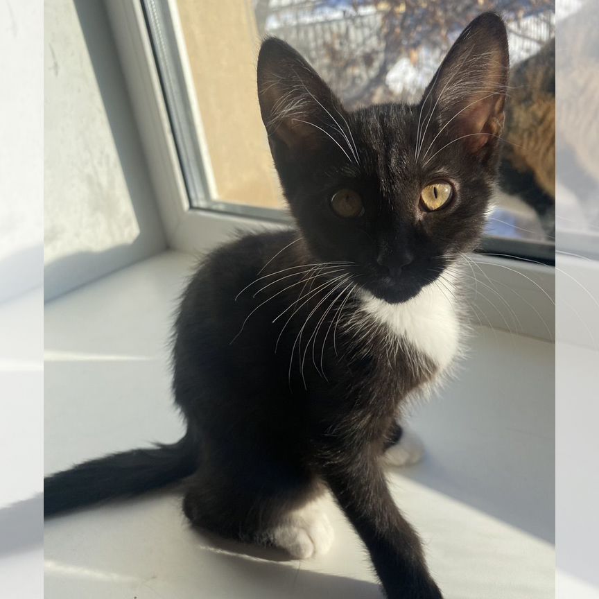 Котёнок в добрые руки