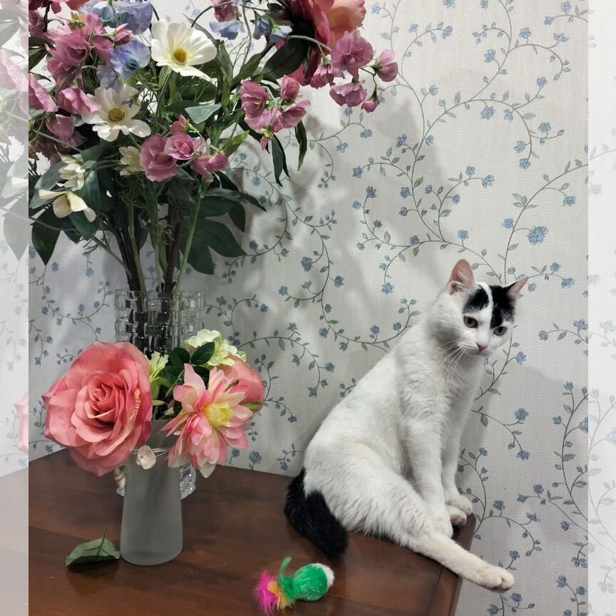 Молоденькая кошечка Ласка