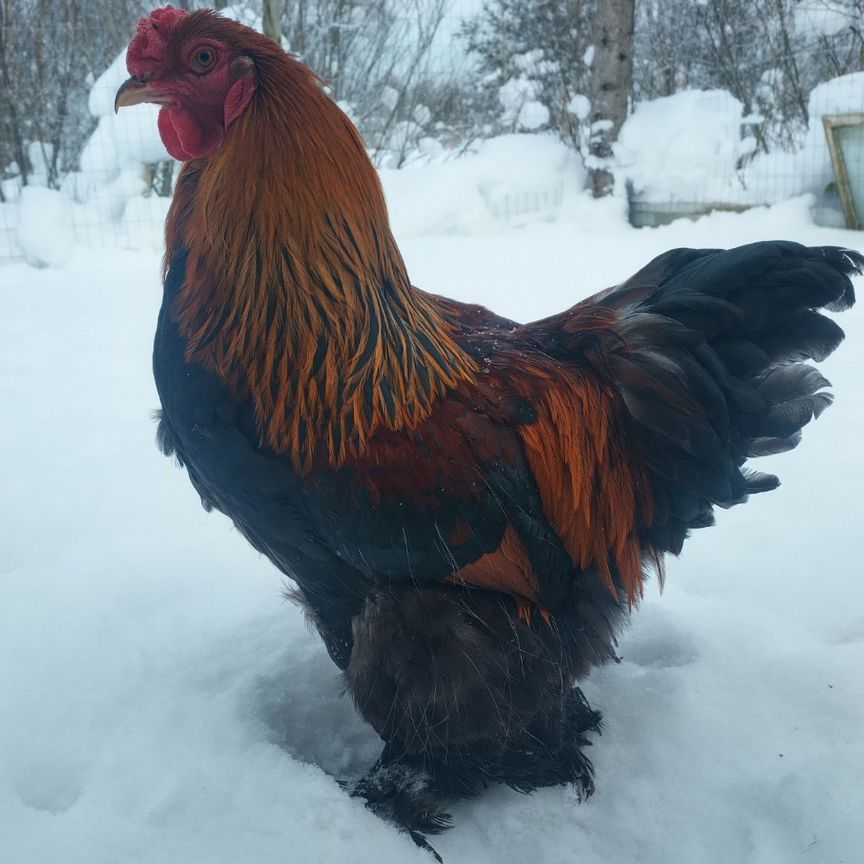 Петух брама куропатчатая