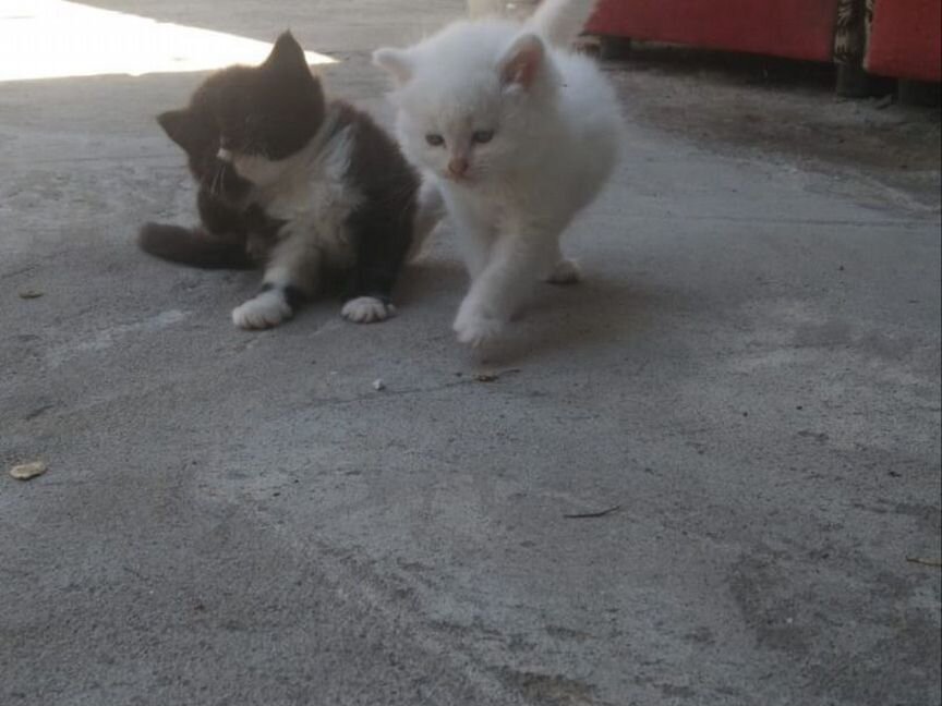 Продажа котят