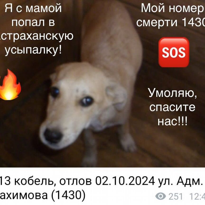 Щенок в усыпалке