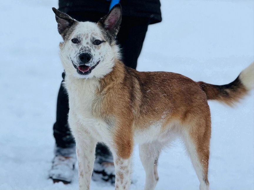 Клайд ищет любящую семью