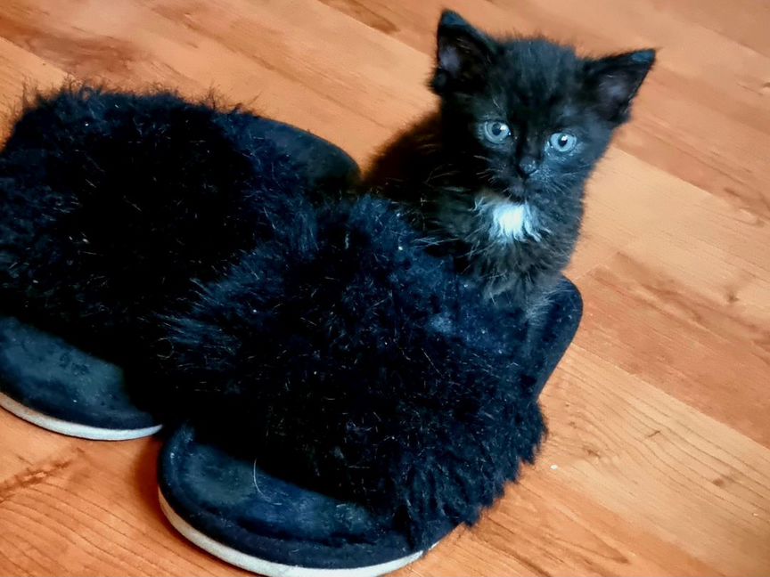 Котенок в добрые,ответственные руки