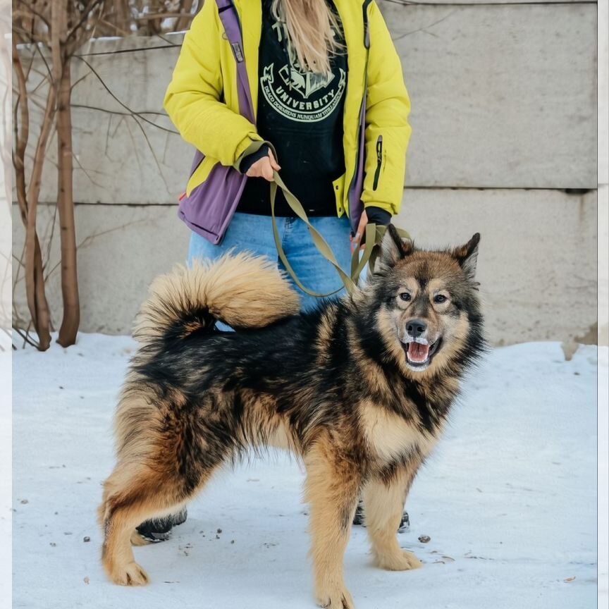 Взрослая собака в добрые руки