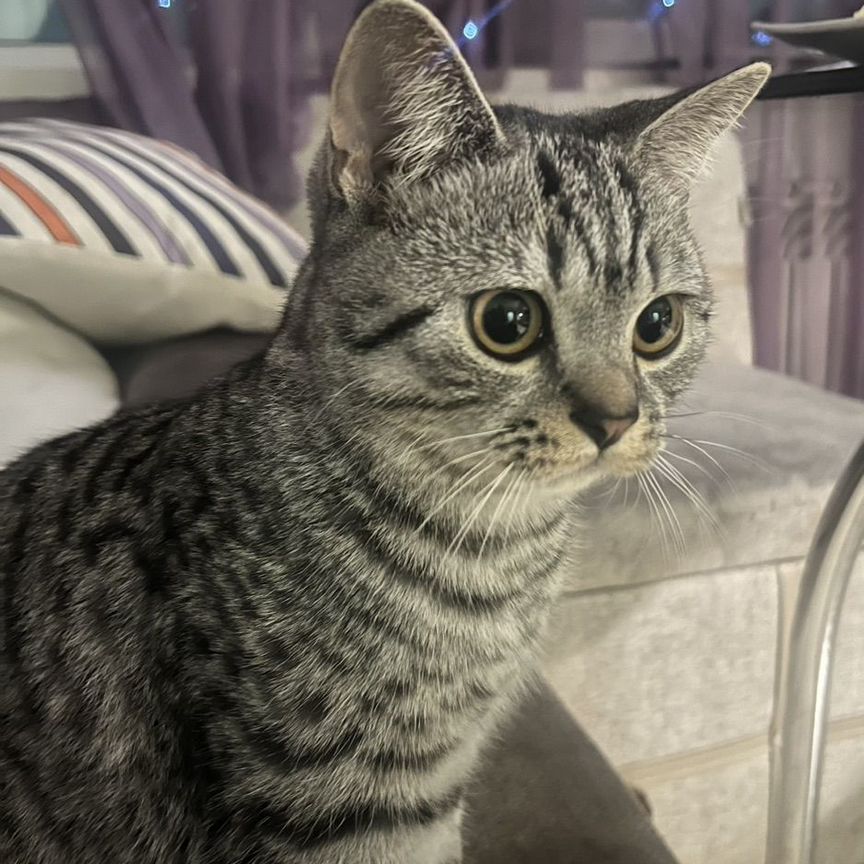 Котенок в добрые руки