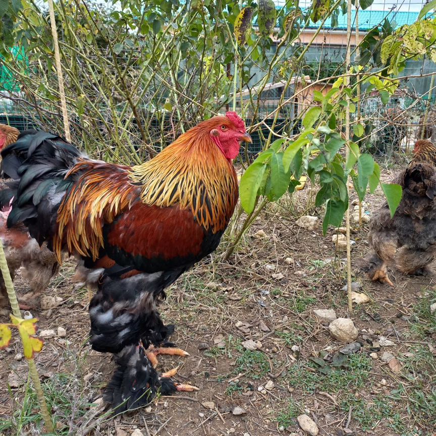 Молодые петушки