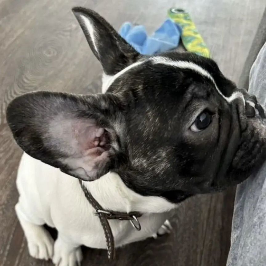 Французский бульдог, щенок