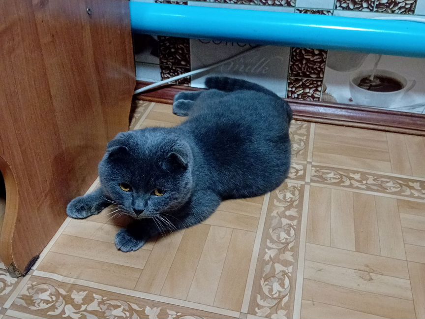 Кот