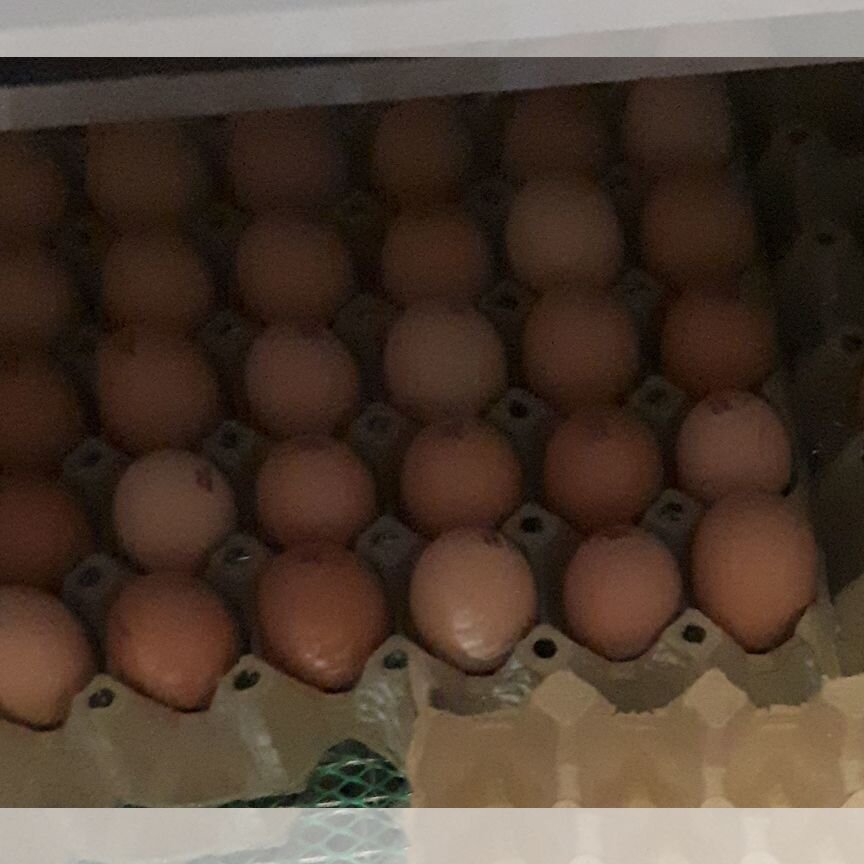 Инкубационное яйцо