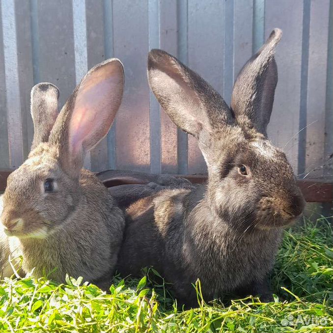 Кролики фландр