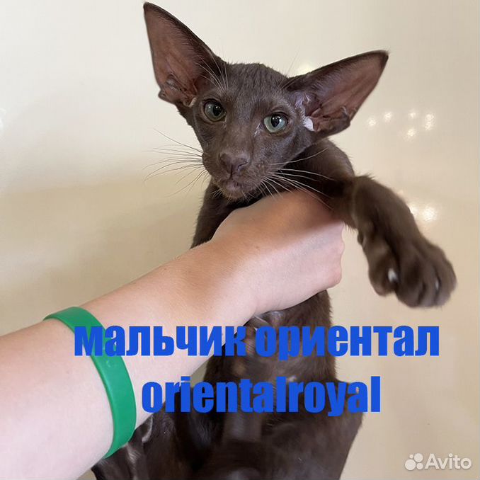Элитный ориентальный котёнок от чемпиона