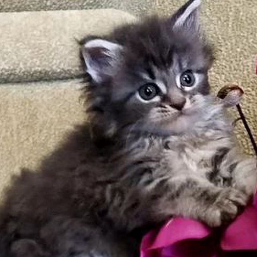 Сибирский котёнок