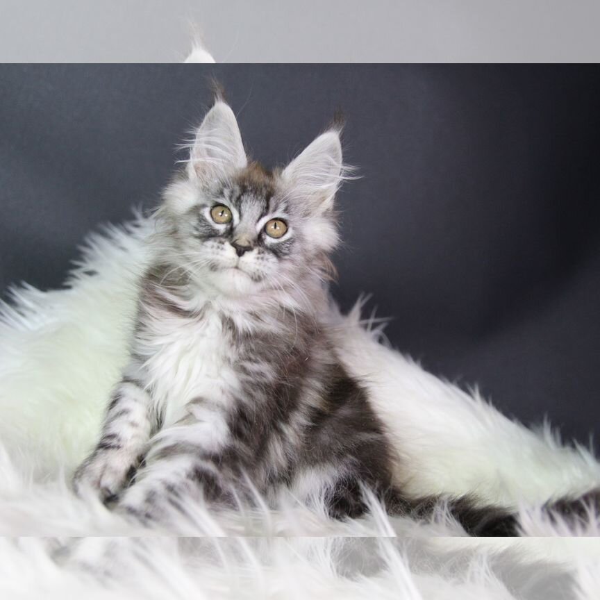 Мейн-кун котёнок