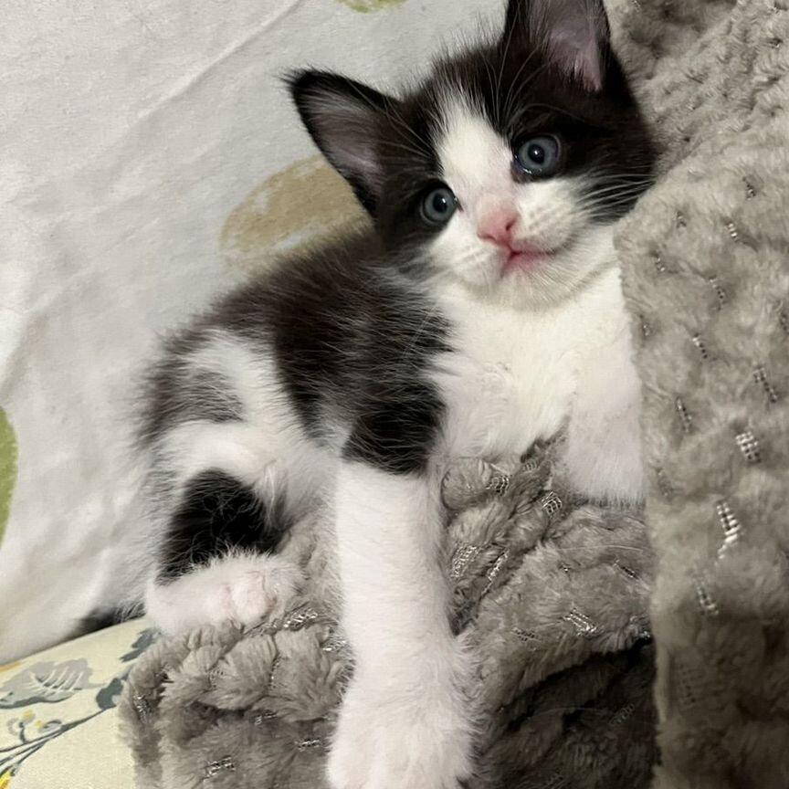 Мейн-кун котёнок