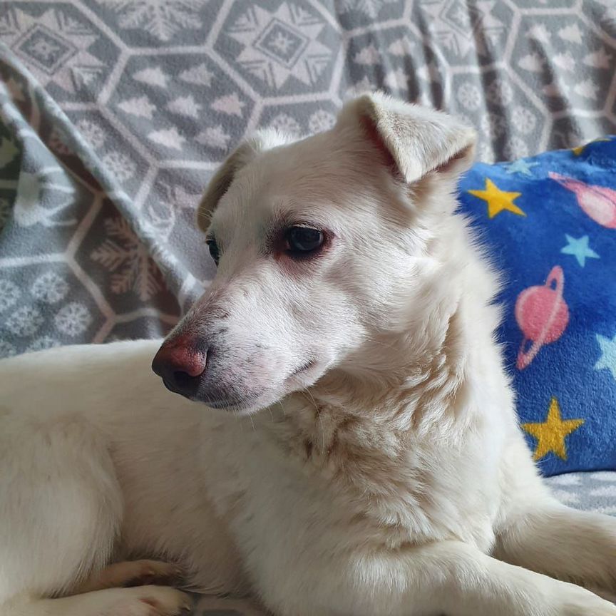 Собака Белка ищет дом