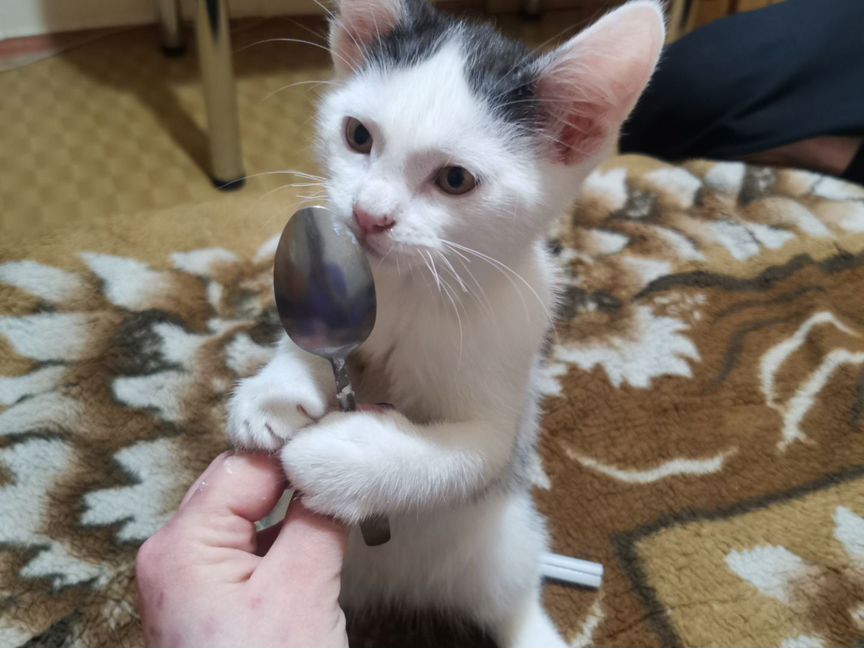 Отдам котёнка