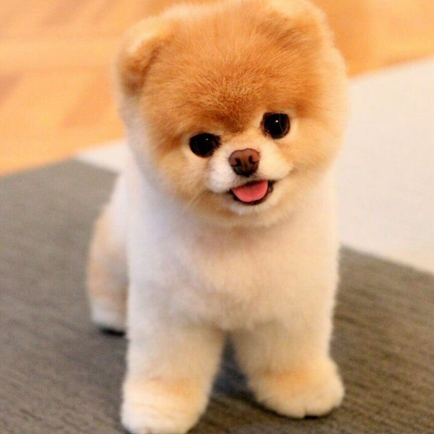 Немецкий шпиц, щенок