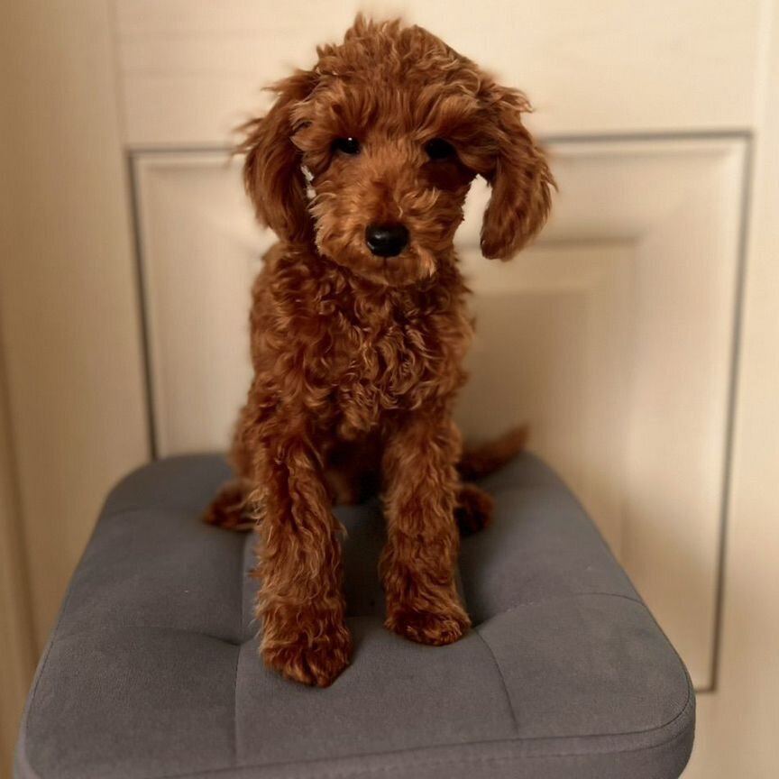 Той-пудель ред браун мальчик